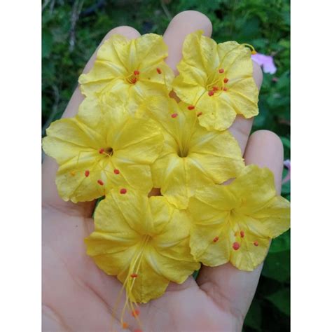 Jual Bunga Pukul Empat Kuning 10 Biji Shopee Indonesia