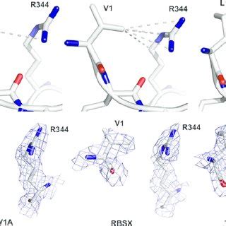 Overlay Of Van Der Waals Contacts At The Site Of Mutation Van Der Download Scientific Diagram