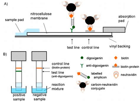 Sensors Special Issue Biosensors For Pathogen Detection