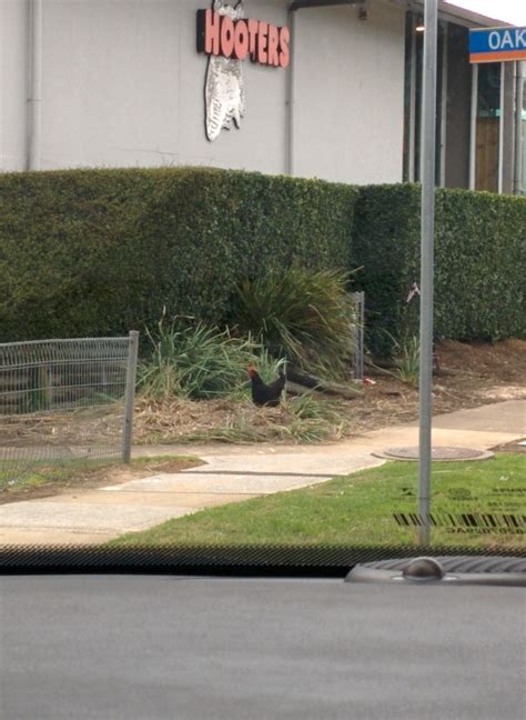 Insert Cock Joke Here Imgur
