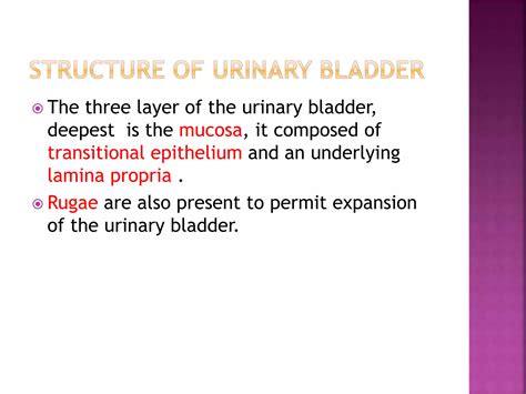 Topic Urinary Bladder Pptx