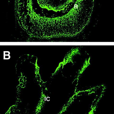 Activation Of Calreticulin Promoter In Developing Eye And Limb Buds Of Download Scientific
