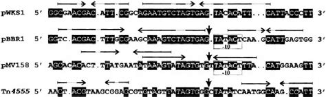 DNA Sequence Alignment Of The Putative OriT Sequence Of PWKS With The Download Scientific