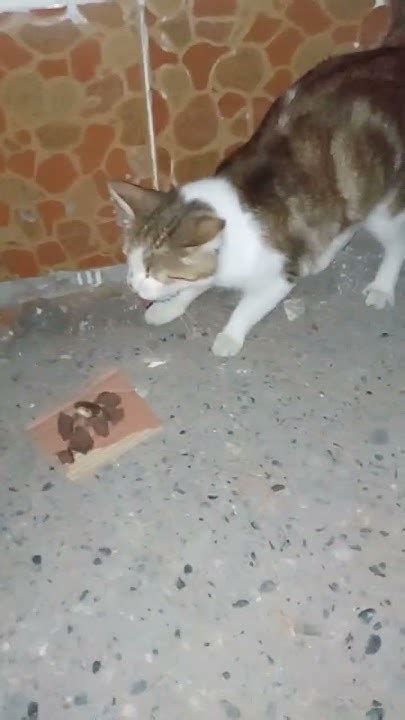 Встретила кошечку Люсию она ждала около дома спасение и помощь кошки котёнок Youtube