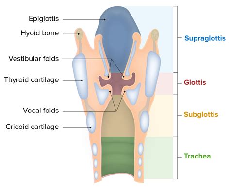 Larynx Structure And Function