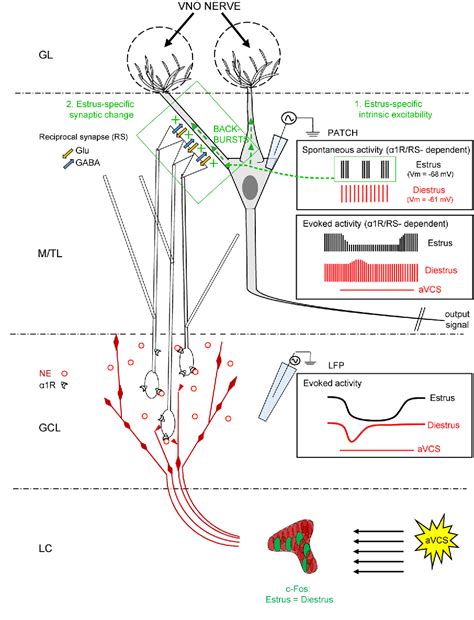 Figure 8 From In Vivo Spontaneous Activity And Coital Evoked Inhibition Of Mouse Accessory