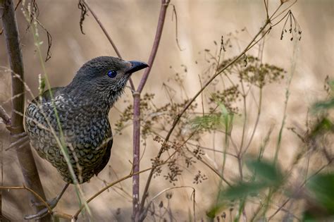 Satin Bowerbird Birdforum