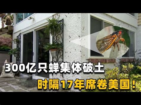 蟬 象徵蟬鳴高潔吉祥如意的象徵 全球算命佬資訊台