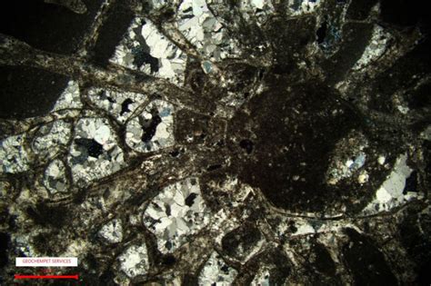 Fossiliferous Limestone From Vanuatu Geochempet Services