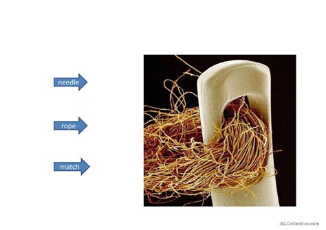 Life Through The Microscope General English ESL Powerpoints