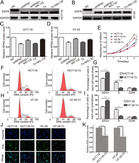 Decreased Glycosylation Of Egfr Inhibits The Proliferation Of Crc