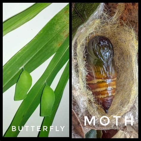 7 Points To Help You In Differentiation Of Butterflies And Moths