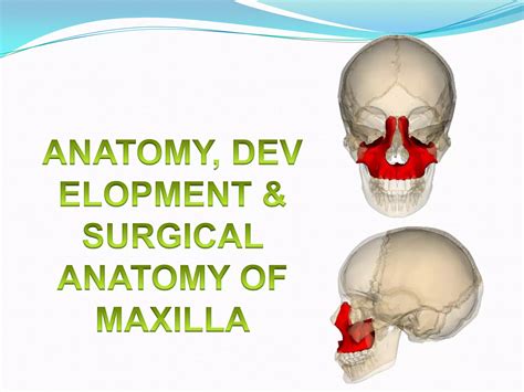 Maxilla Anatomy Development And Surgical Anatomy Pptx