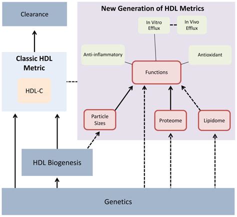 Hdl Particle Size And Functional Heterogeneity Abstract Europe Pmc