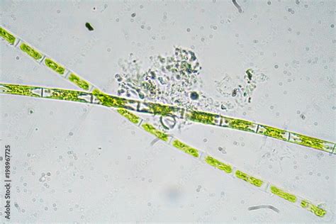 Algae Under A Microscope The Microscopic World Stock Photo Adobe Stock