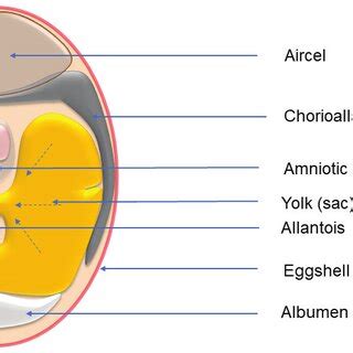 Flow Diagram Showing The Stages Of The Poultry Production System Download Scientific Diagram