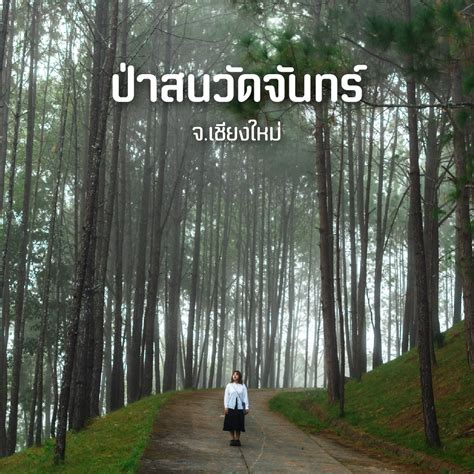 Sneak 🌧️ ป่าสนวัดจันทร์ 🌫️ บ้านพักหลังน้อย ๆ ที่ตั้งอยู่ท่ามกลางป่าสน ตื่นเช้ามาเปิดประตู