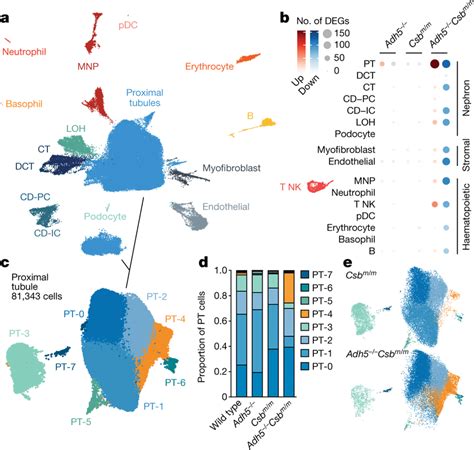 Single Cell Rna Seq Identifies Regions In The Nephron That Are Download Scientific Diagram