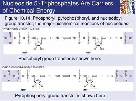 Ppt Chapter 10 Nucleotides And Nucleic Acids Powerpoint Presentation