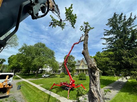Essential Tree Services For Stanfordville NY Properties Albany NY Patch