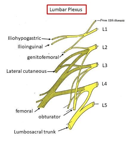 The Lumbar Plexus A Forms Several Of The Cranial Nerves B Forms