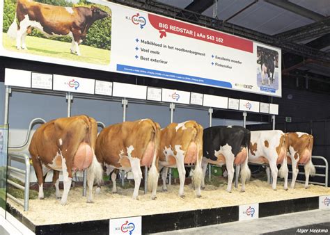 At Ki Samen The Bulls Are Proof Of Proven Success