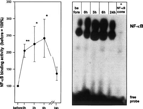 Exercise Induced Effects On The Activation Of Nuclear Factor ␬ B Nf