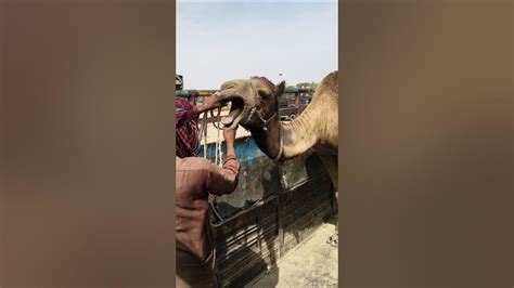 فم الجمل ينفتح Youtube