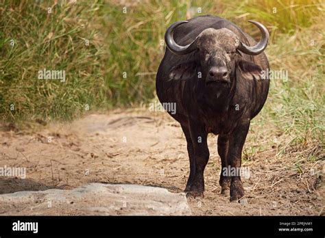 His Size Keeps Him Safe Full Length Shot Of A Buffalo On The African