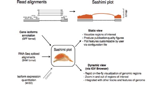 Quantitative Visualization Of Alternative Exon Expression From Rna Seq