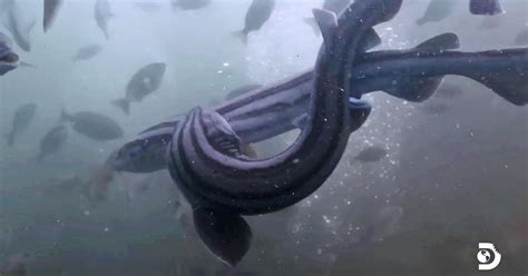 Alien Shark Sex Tapes To Be Shown For The Very First Time Metro News