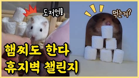 햄스토리 햄스터도 휴지벽 챌린지가 가능할까 햄로그 햄찌올림픽 챌린지 결과는 햄스터 키우키 골든햄스터