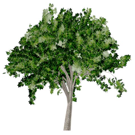 Bim Objects Free Download Elm Tree 2 Bimobject