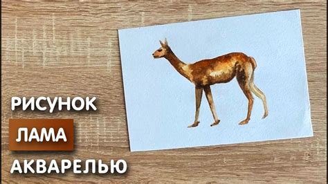 Как нарисовать ламу карандашом и акварелью начинающим Рисунок для детей Youtube