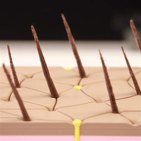 🧪 Integumentary System Skin Model・free 3d File For ・cults