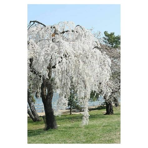 Weeping Willow Cherry Tree