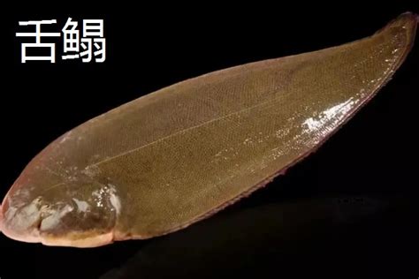 哪种鱼又薄又扁，常见鳊鱼、鲳鱼等品种 新三农