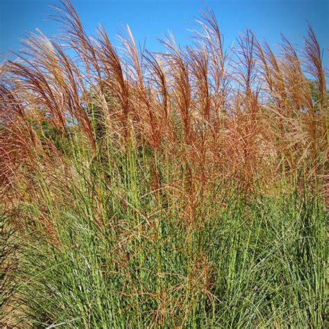 Overdevest Nurseries Lp Miscanthus Sin Worryfree® Scout™