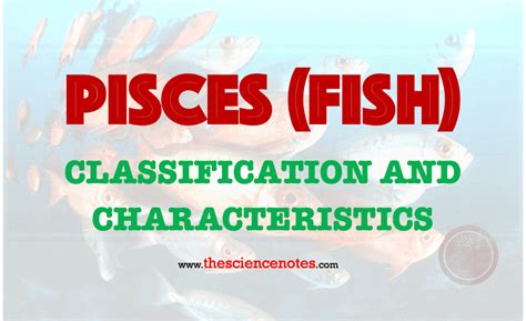 Pisces Fish Characteristics And Classification