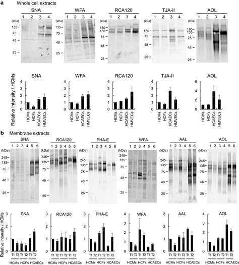 Lectin Blot Detection Of Whole Cell And Membrane Extracts From Heart Download Scientific