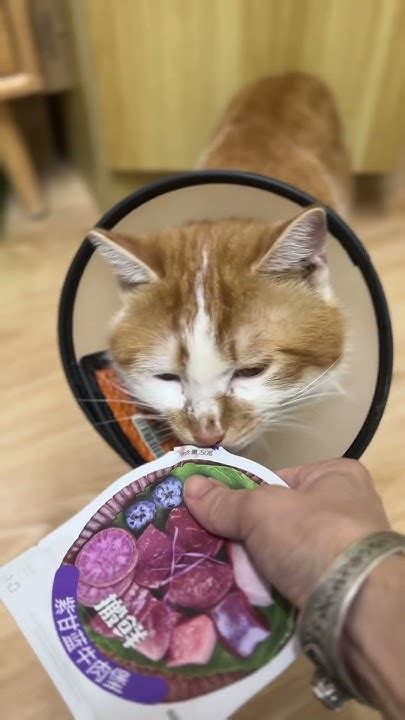 初五带小流浪去做清创，弄了好久，他一定很疼，但是他没伸一次爪子，好乖好心疼，回家我就立马喂他猫饭，不知道是刚刚太痛了，还是以前没吃过这么好吃的猫饭，竟然哭了？ Youtube