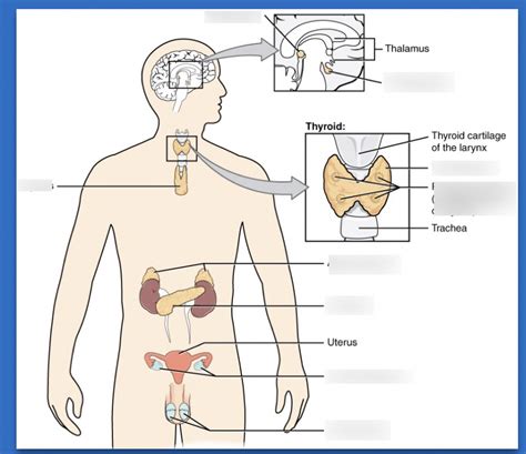 Chapter 17 Endocrine System Diagram Quizlet