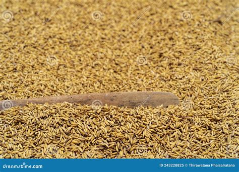 Grain Paddy At The Time Of Cultivation Stock Image 221463883