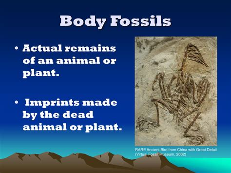 Actual Remains Fossils