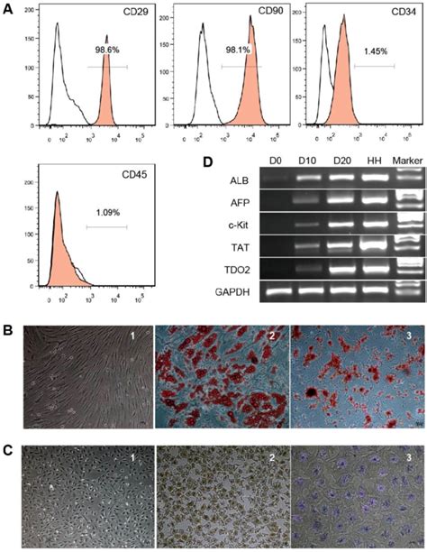 Characterization Of Hbmscs And Hbmsc Hlcs Cultured Hbmscs Were Download Scientific Diagram