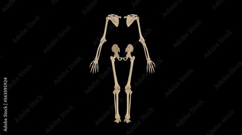 Posterior View Of Appendicular Skeleton Stock Illustration Adobe Stock