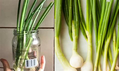 ¿cómo Sembrar Una Cebolla China En Casa Con Resultados Rápidos Y Sin