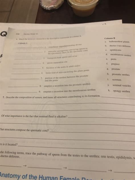 Solved NAME EXERCISE LAB TIME DATE Anatomy Of Th Chegg Com