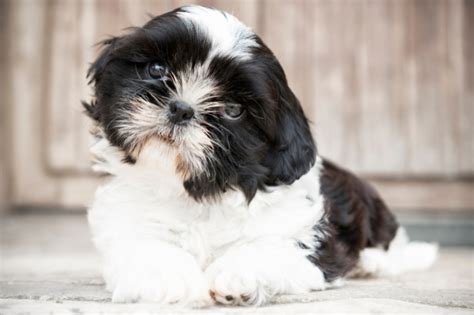 All The Shih Tzu Colors Explained With Pictures