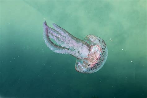 유령해파리 스톡 사진 및 일러스트 Istock